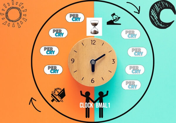 体内時計が狂うと病気に？いつまでも健康でいるための体内時計の基礎知識